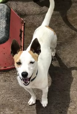 dash - Happy Endings | Happy Paws